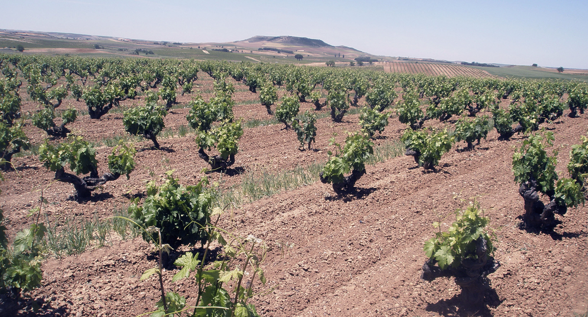 Pingus - Rare Wine Co. - Rare Wine Co.