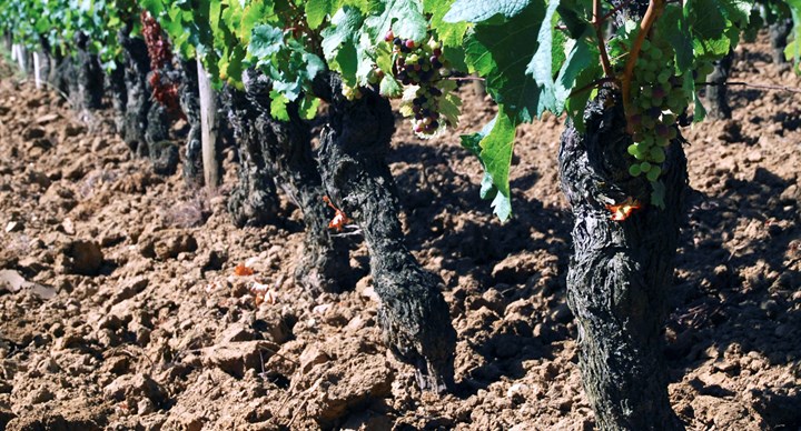 Domaine de Pallus Chinon - Rare Wine Co.