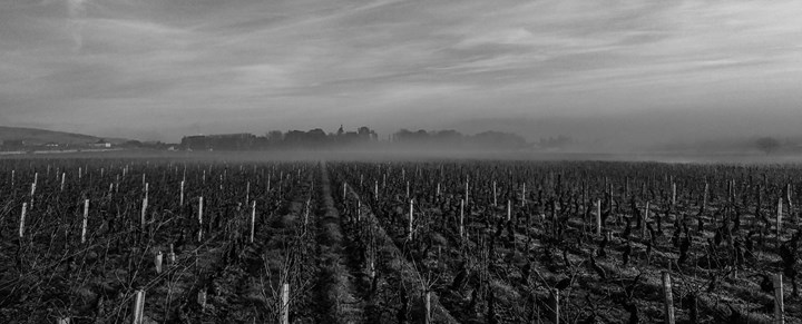 Wine Store | Wine Importer | Wine Distributor - Rare Wine Co.