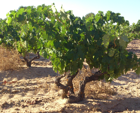 Wine Store | Wine Importer | Wine Distributor - Rare Wine Co.