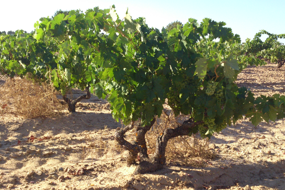 Wine Store | Wine Importer | Wine Distributor - Rare Wine Co.