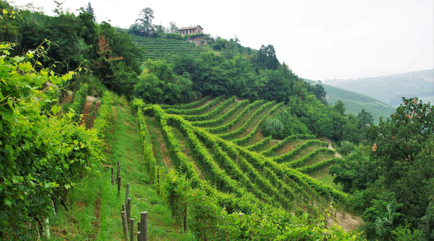 Wine Store | Wine Importer | Wine Distributor - Rare Wine Co.